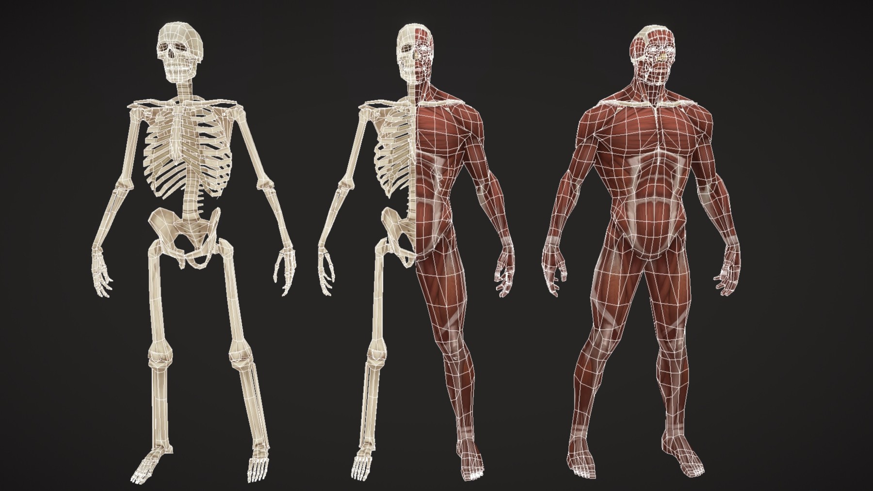 ArtStation - Low poly stylazed anatomy | Resources