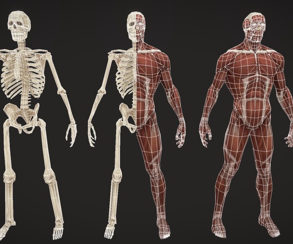 ArtStation - Low poly stylazed anatomy | Resources