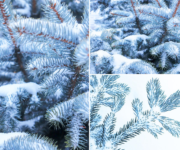 ArtStation - 13 Blue Tree Background Textures | Resources