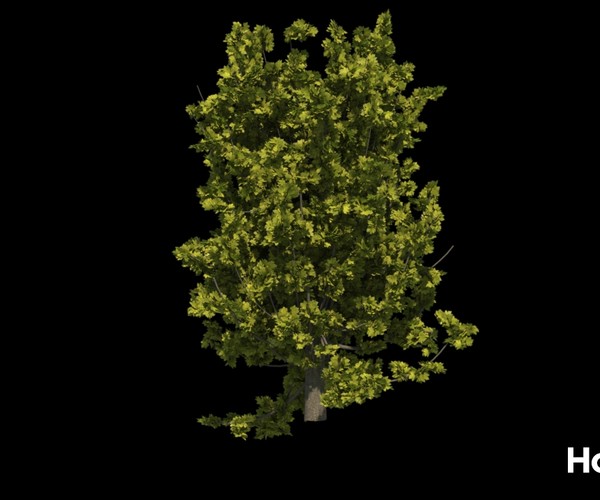 ArtStation - Houdini Tree Generator | Resources