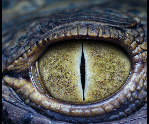 ArtStation - Creature Eye Textures - Vol 02 | Resources