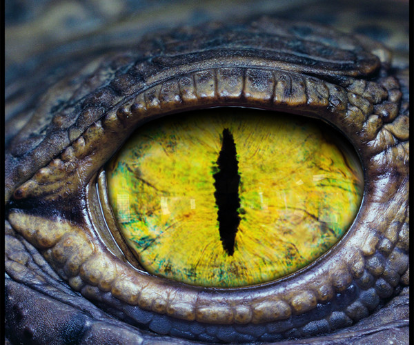 ArtStation - Creature Eye Textures - Vol 02 | Resources