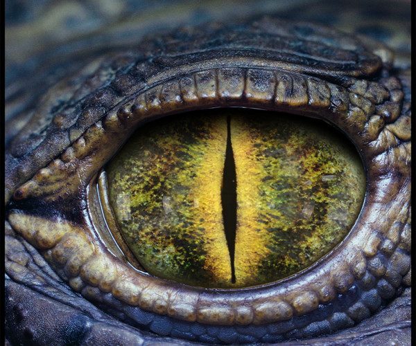 ArtStation - Creature Eye Textures - Vol 02 | Resources