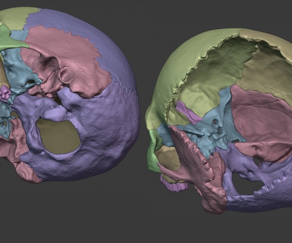 ArtStation - Human male skull | Resources