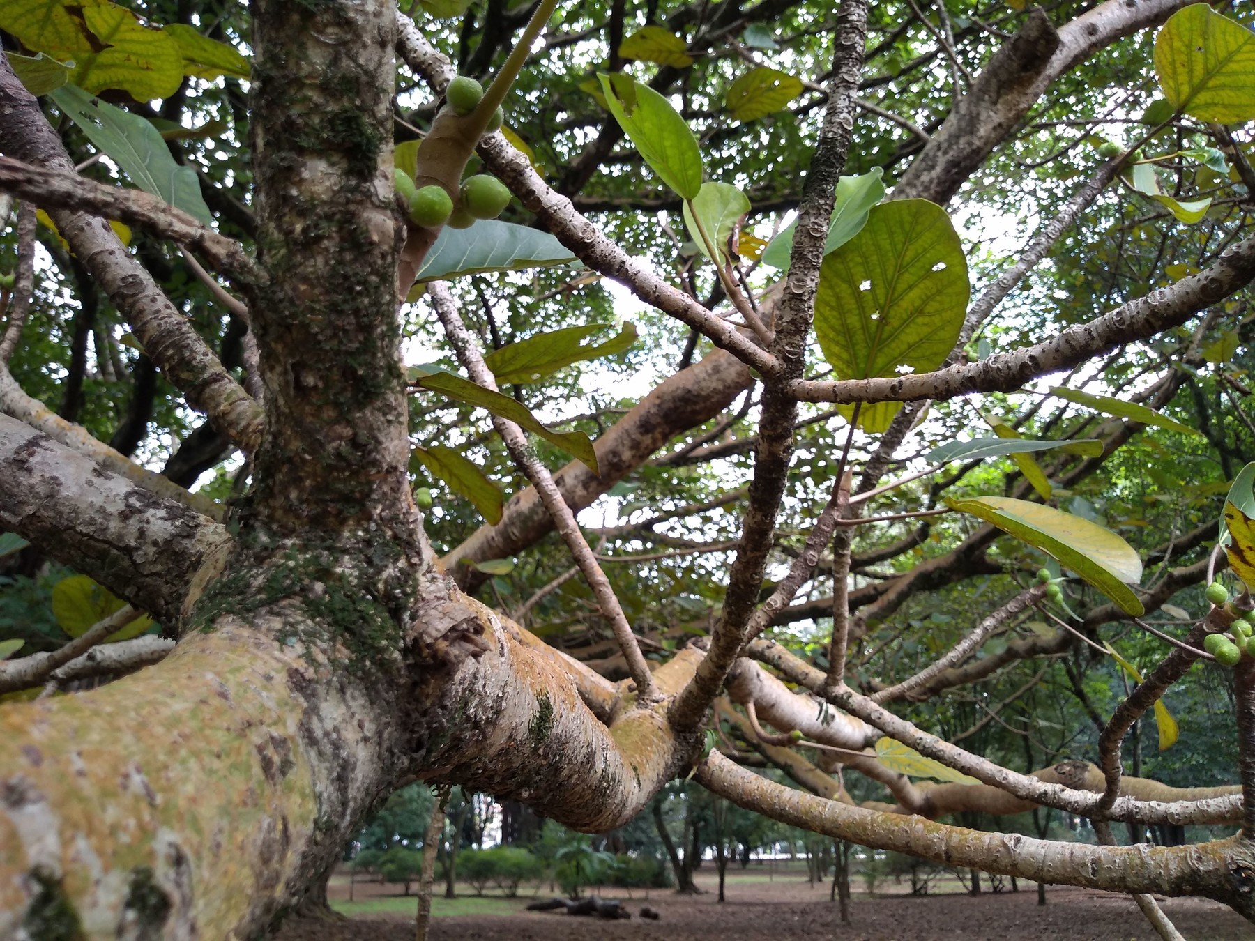 ArtStation - Tree photos references | Resources