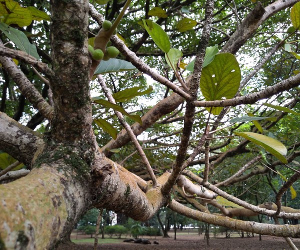 ArtStation - Tree photos references | Resources