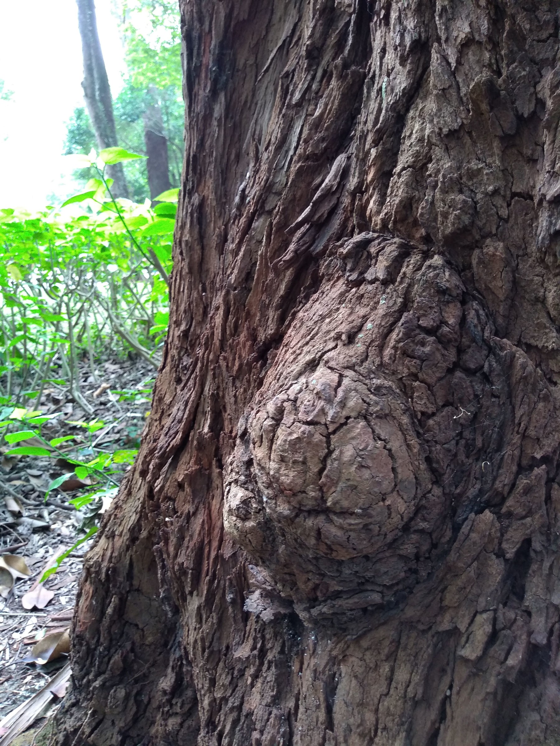 ArtStation - Tree photos references | Resources