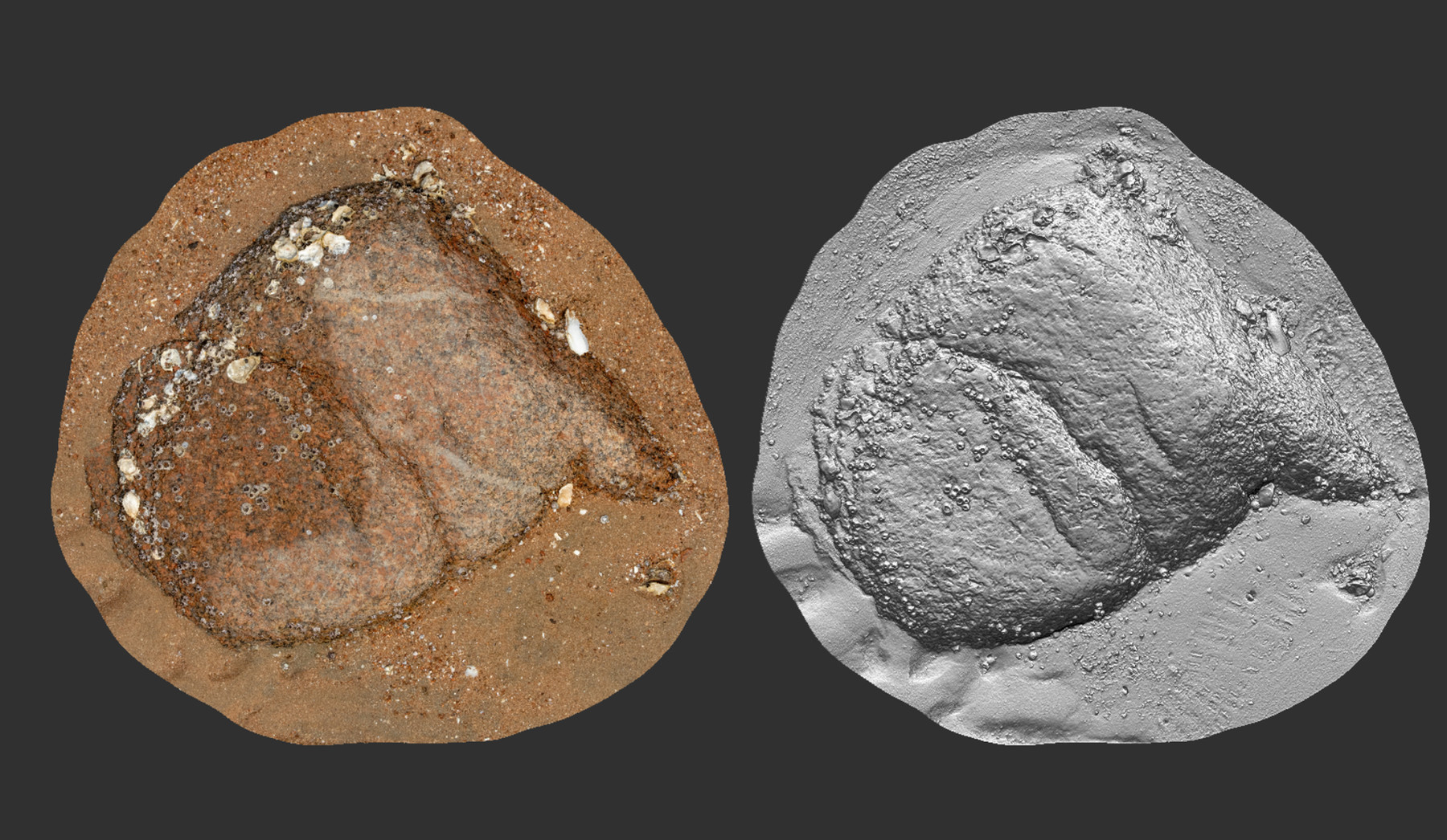 ArtStation - Photo Grametry Mesh Pack_Beach Rock_0002 | Resources