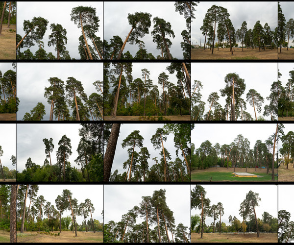 ArtStation - EP11 / Pines in Overcast — photo reference pack | Resources