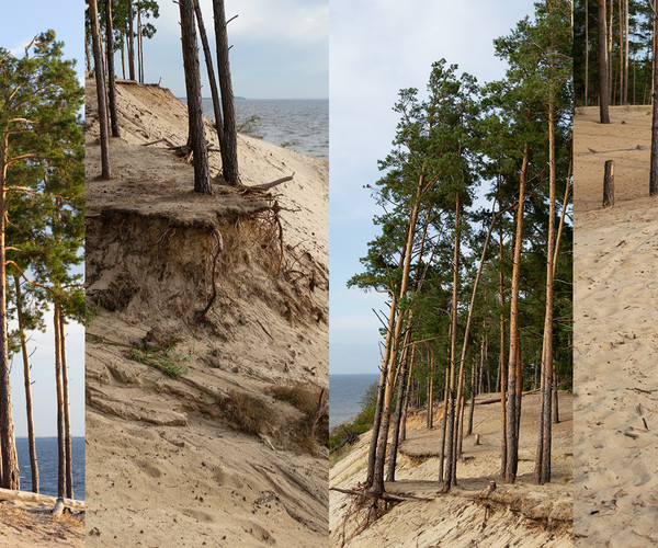 ArtStation - EP13 / Coastal Pine Forest / Reference pack | Resources