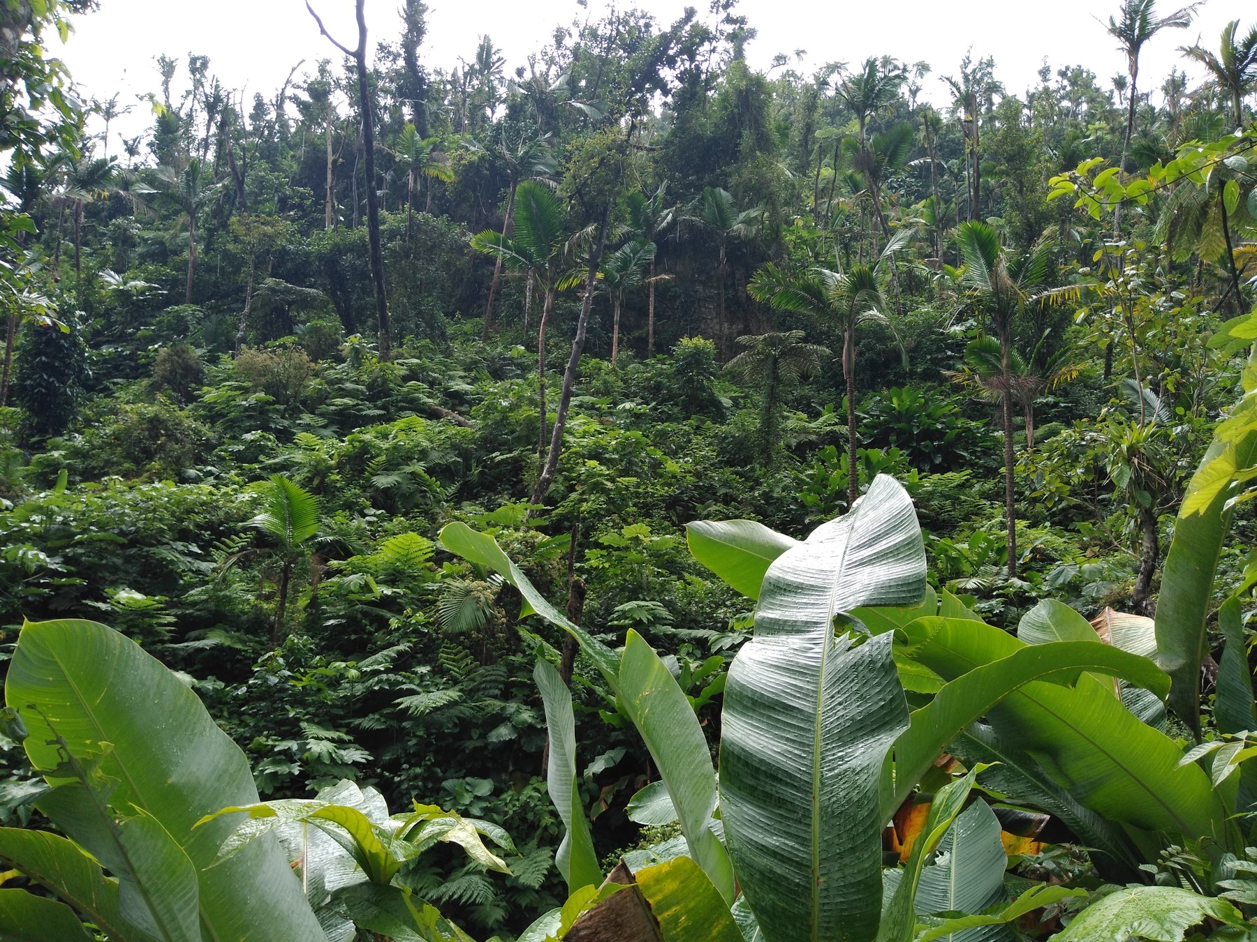 ArtStation - Tropical Rainforest Reference Pack | Resources