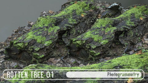 ArtStation - Rotten Tree 01 | Resources