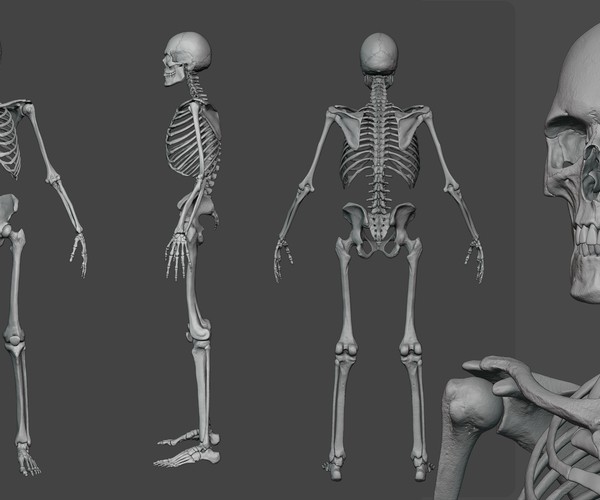 ArtStation - Male skeleton sculpt | Resources