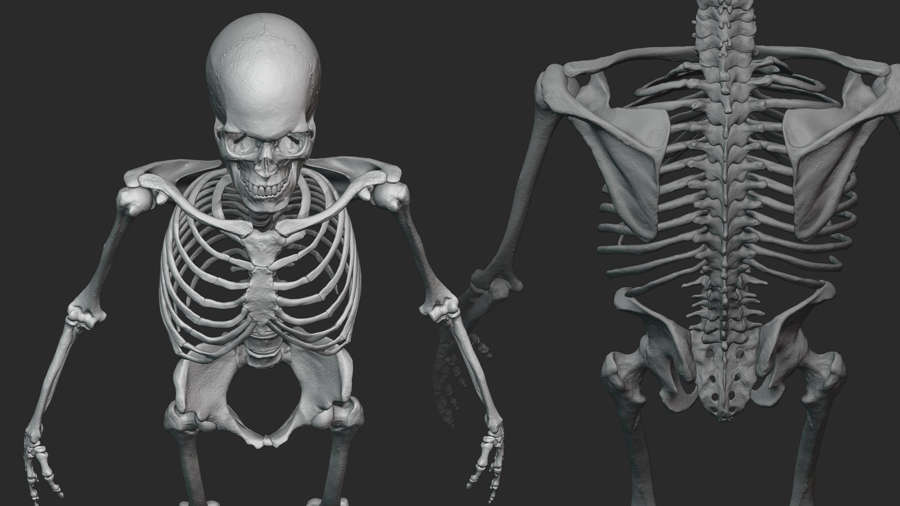 ArtStation - Male skeleton sculpt | Resources