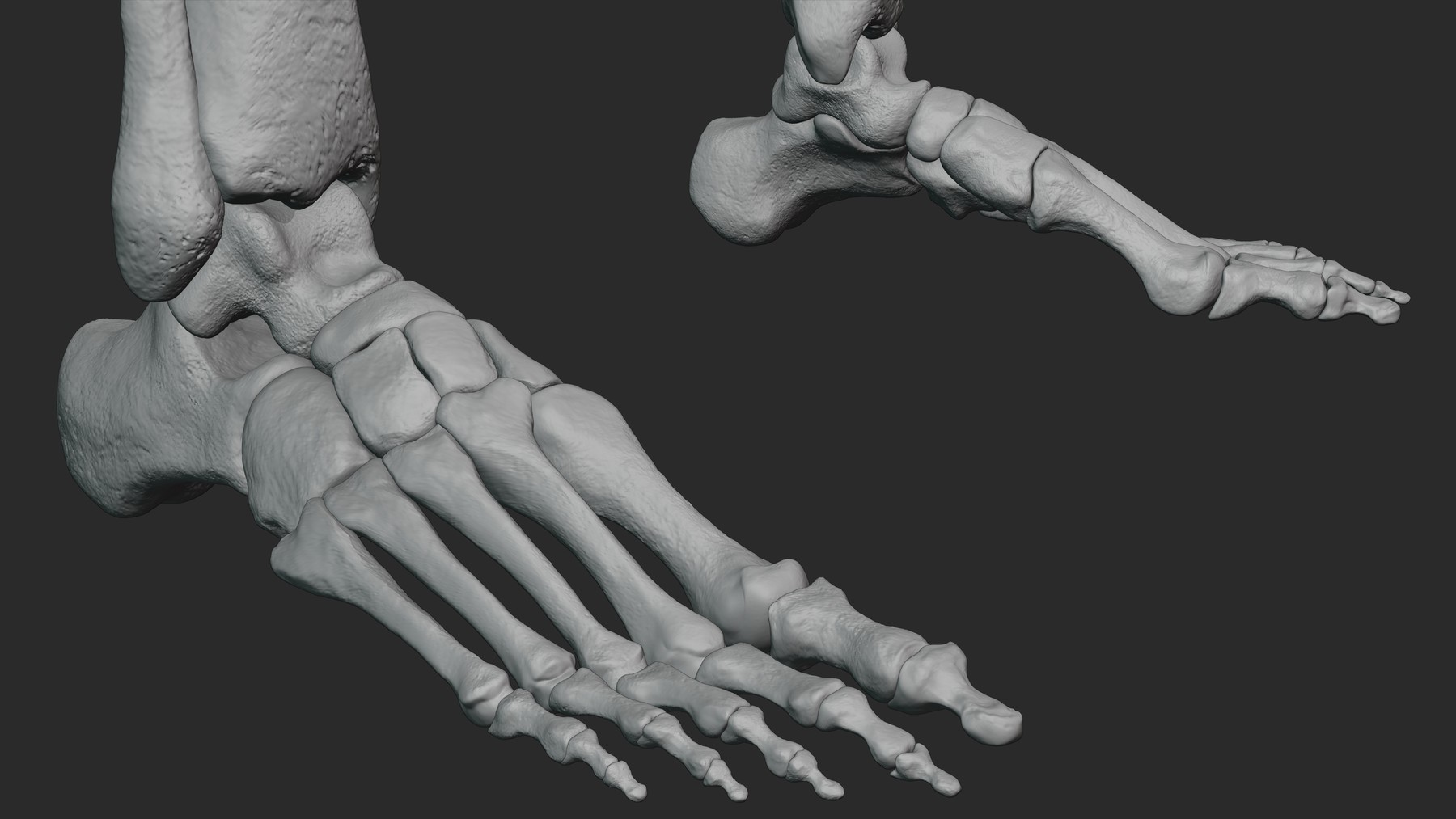 ArtStation - Male skeleton sculpt | Resources