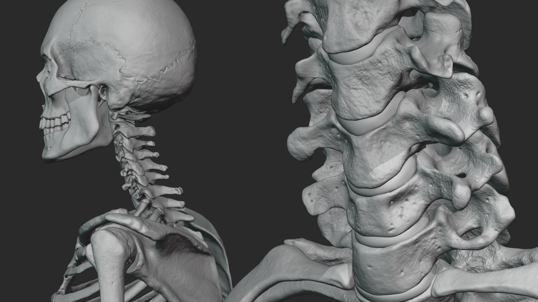 ArtStation - Male skeleton sculpt | Resources