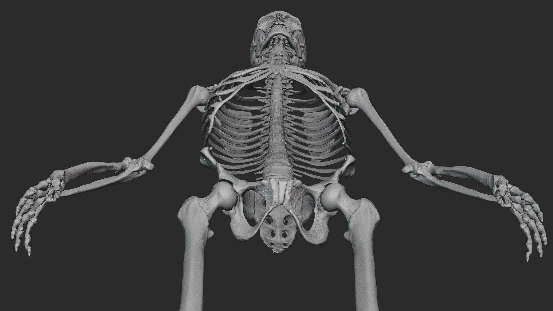 ArtStation - Male skeleton sculpt | Resources