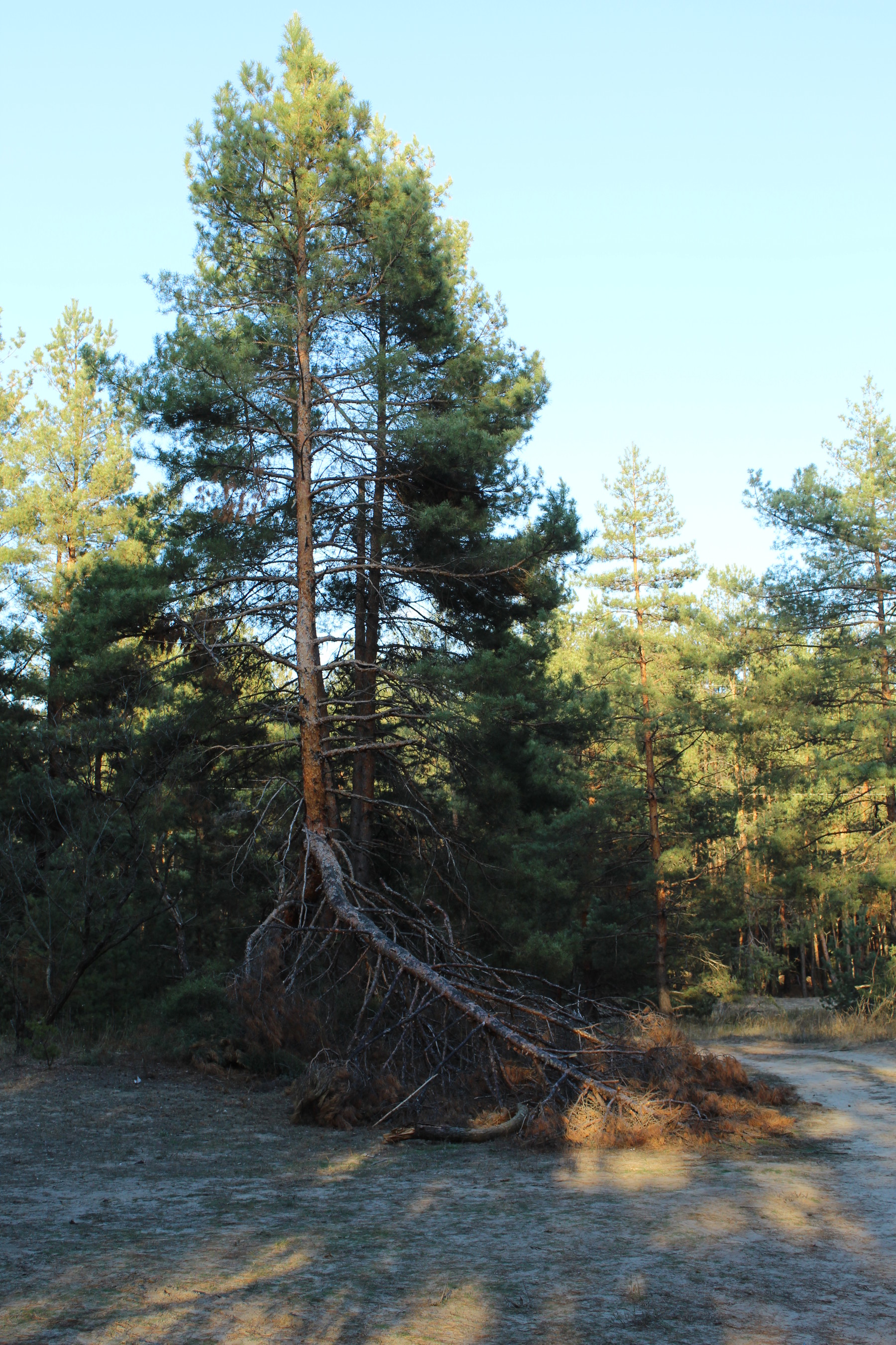 ArtStation - Pine Forest Pack | Resources