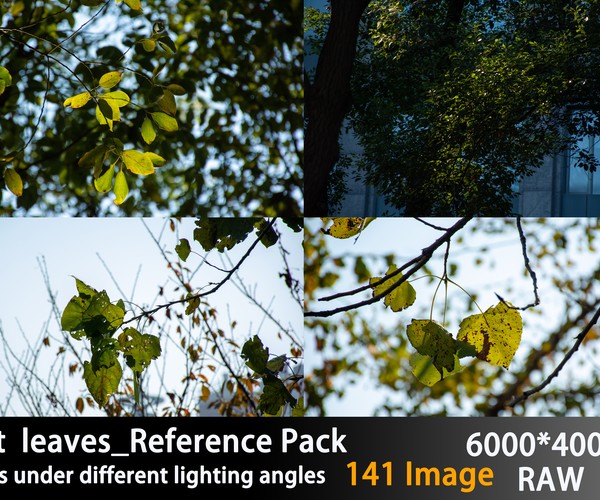 ArtStation - Light leaves_01_Reference Pack | Resources