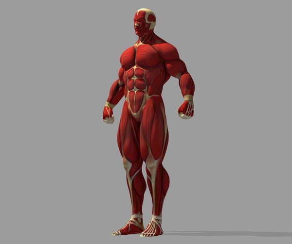 ArtStation - Muscle Reference | Resources