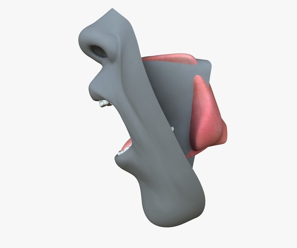 ArtStation - Male Mouth Rig | Resources