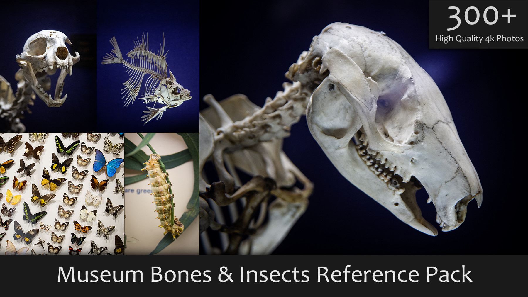 ArtStation - Museum Bones & Insects Reference Pack | Resources