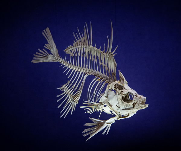 ArtStation - Museum Bones & Insects Reference Pack | Resources