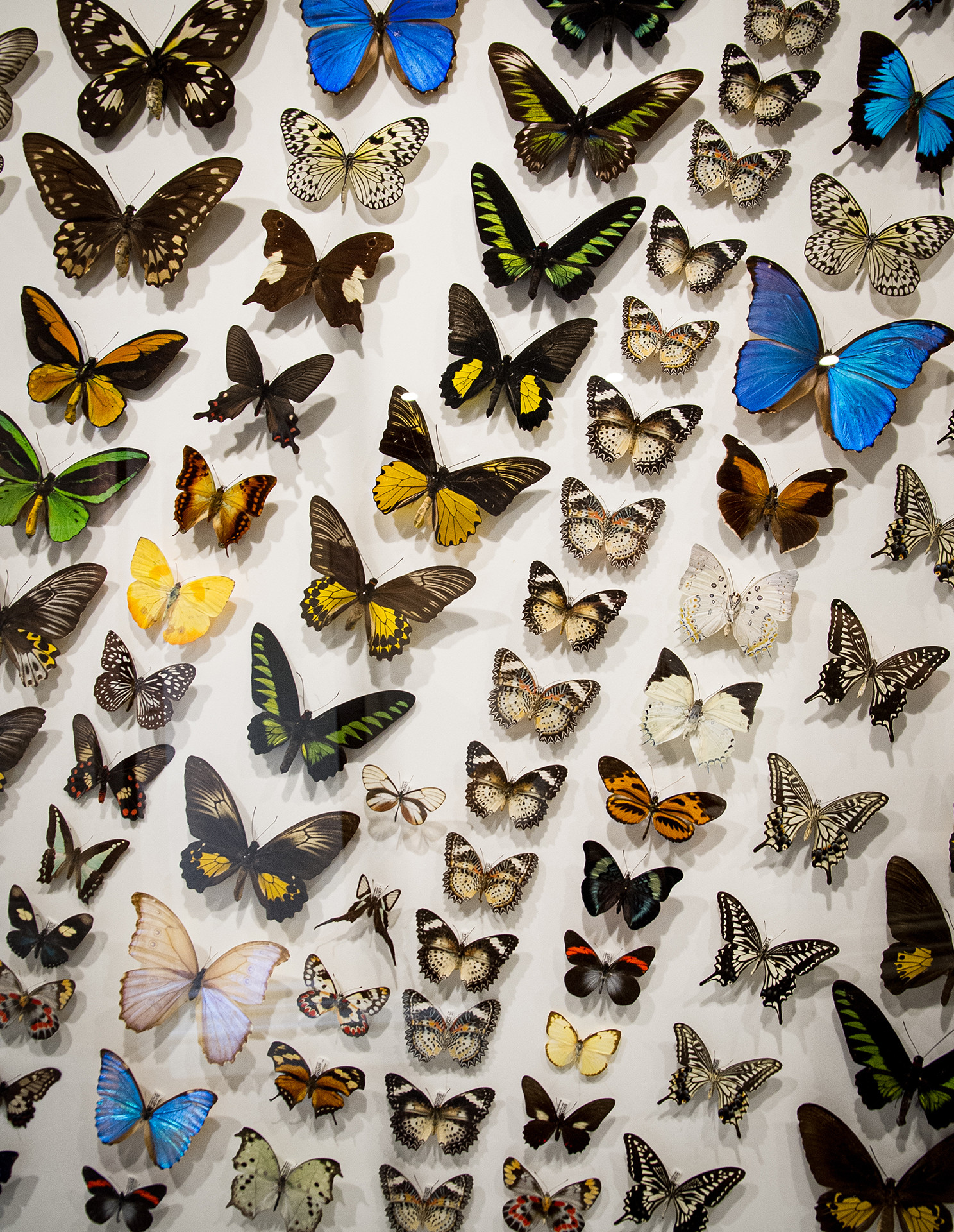 ArtStation - Museum Bones & Insects Reference Pack | Resources