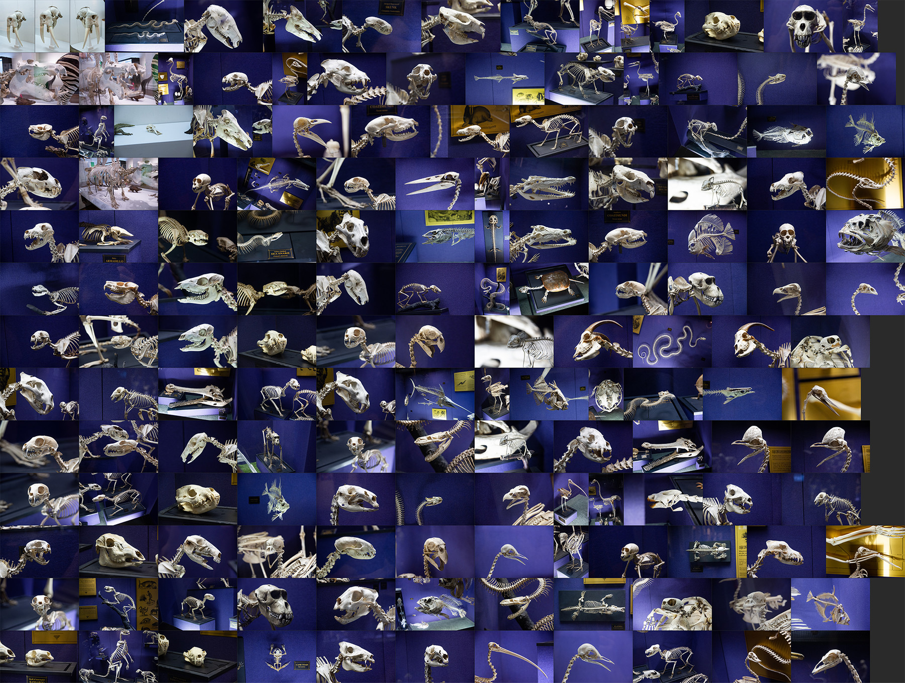 ArtStation - Museum Bones & Insects Reference Pack | Resources