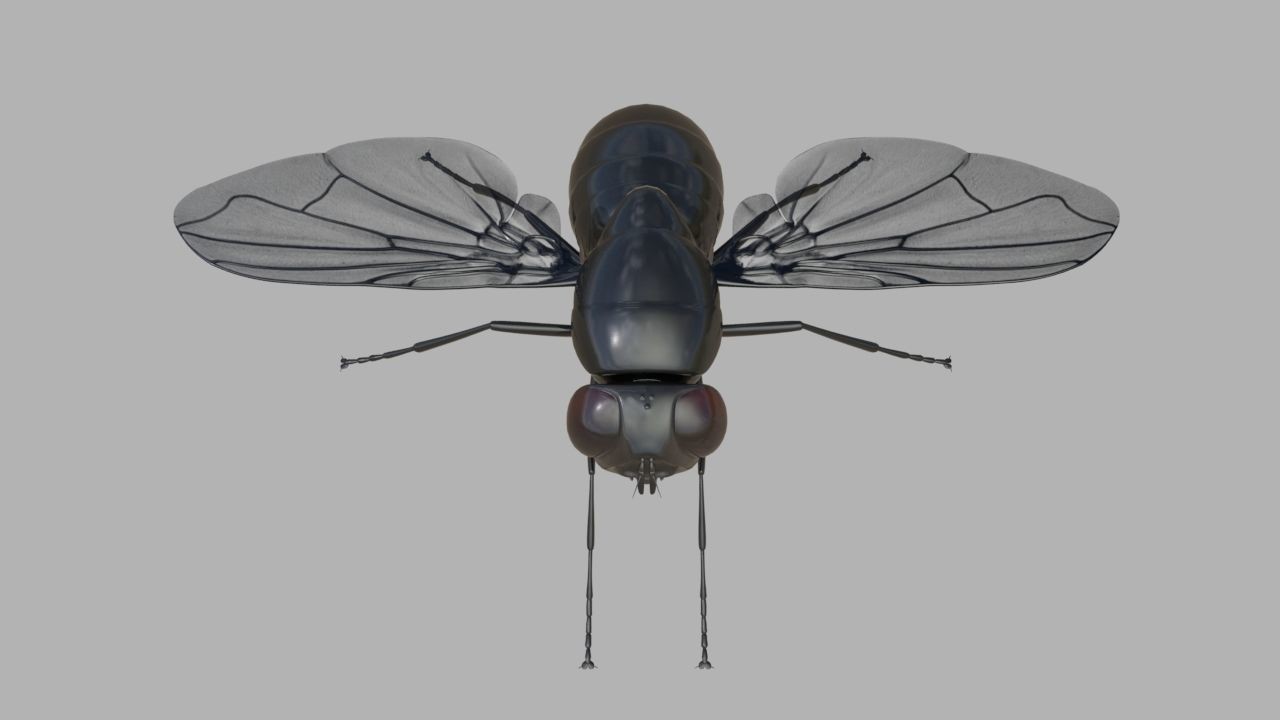 ArtStation - Fly insect | Resources