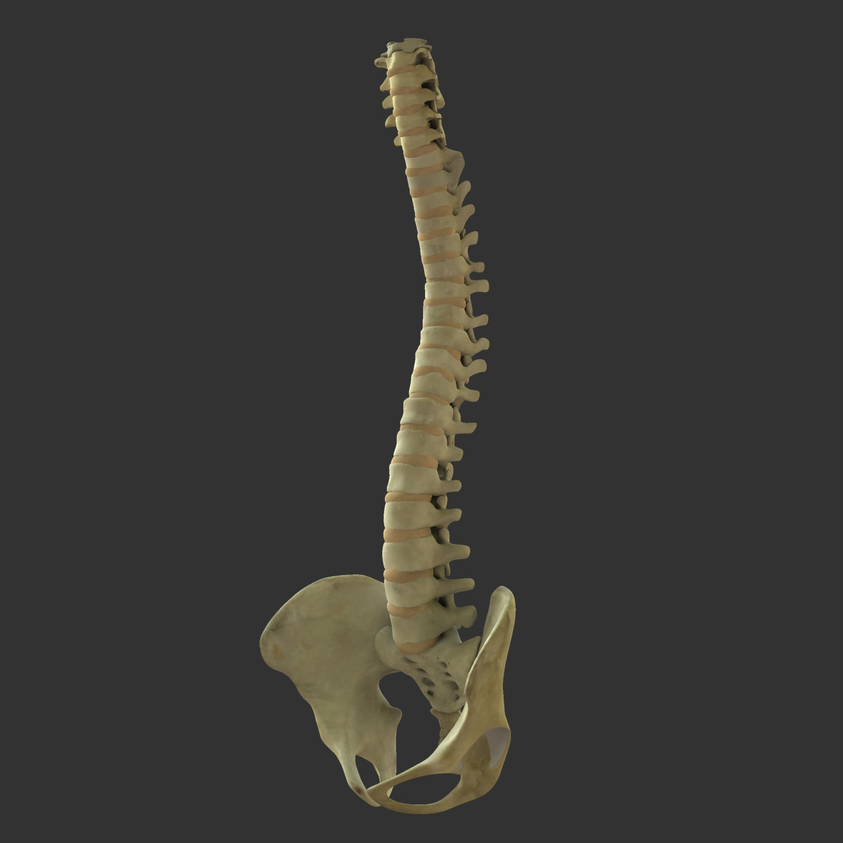 ArtStation - Maya Rigged Skeleton | Resources