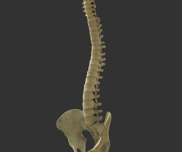 ArtStation - Maya Rigged Skeleton | Resources