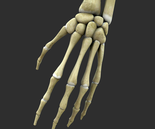 ArtStation - Maya Rigged Skeleton | Resources