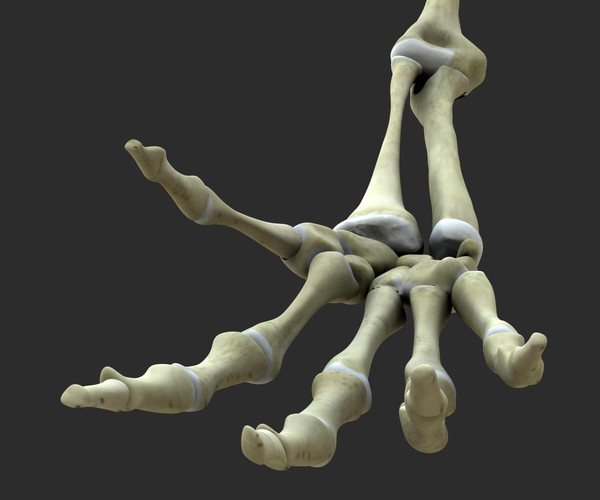 ArtStation - Maya Rigged Skeleton | Resources