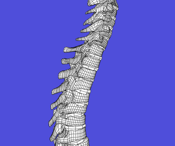 ArtStation - Maya Rigged Skeleton | Resources