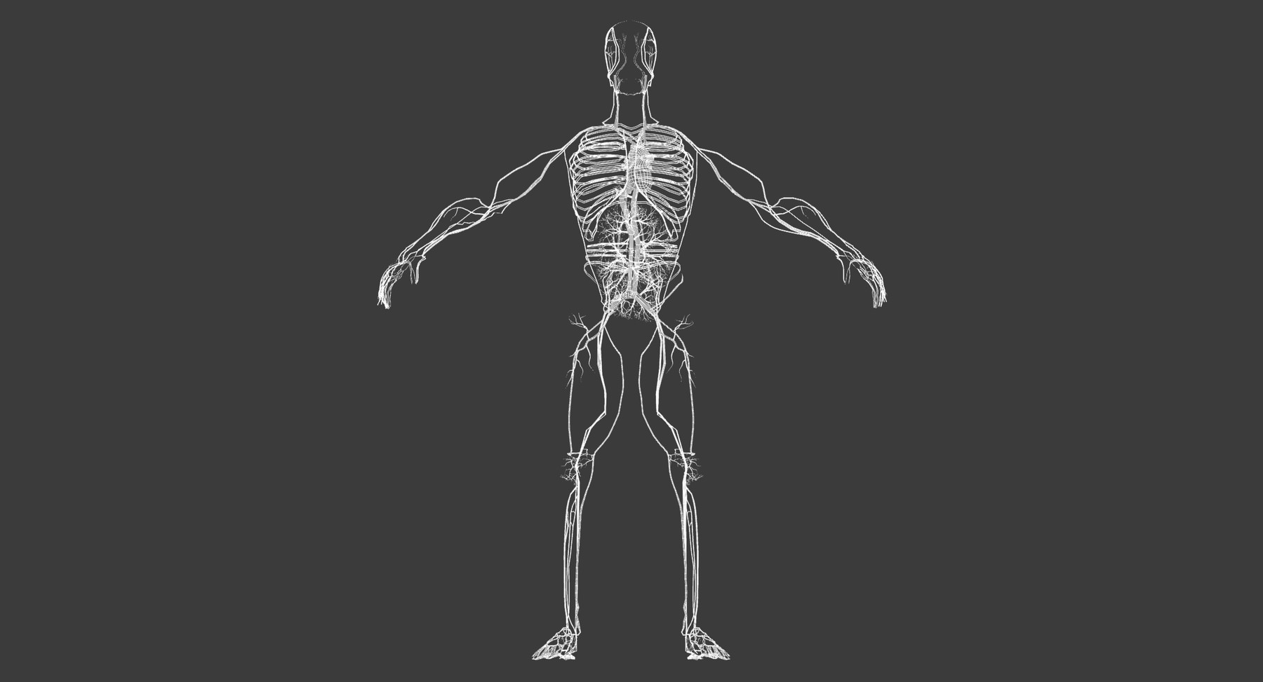 ArtStation - Motion Capture Male Anatomy | Resources