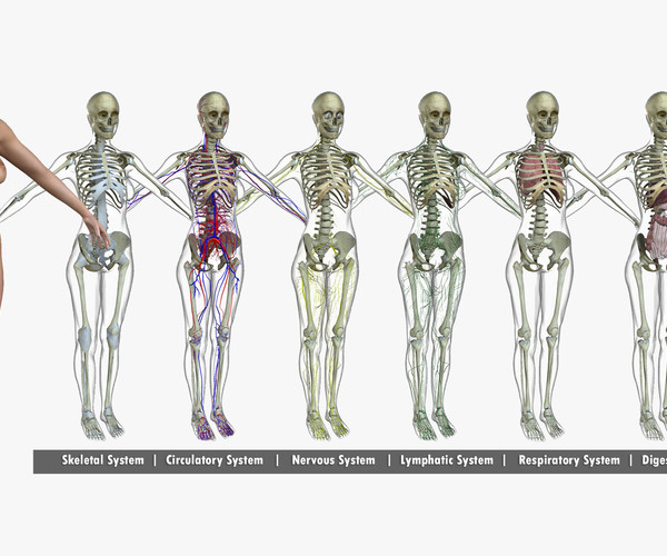 ArtStation - Motion Capture Female Anatomy | Resources