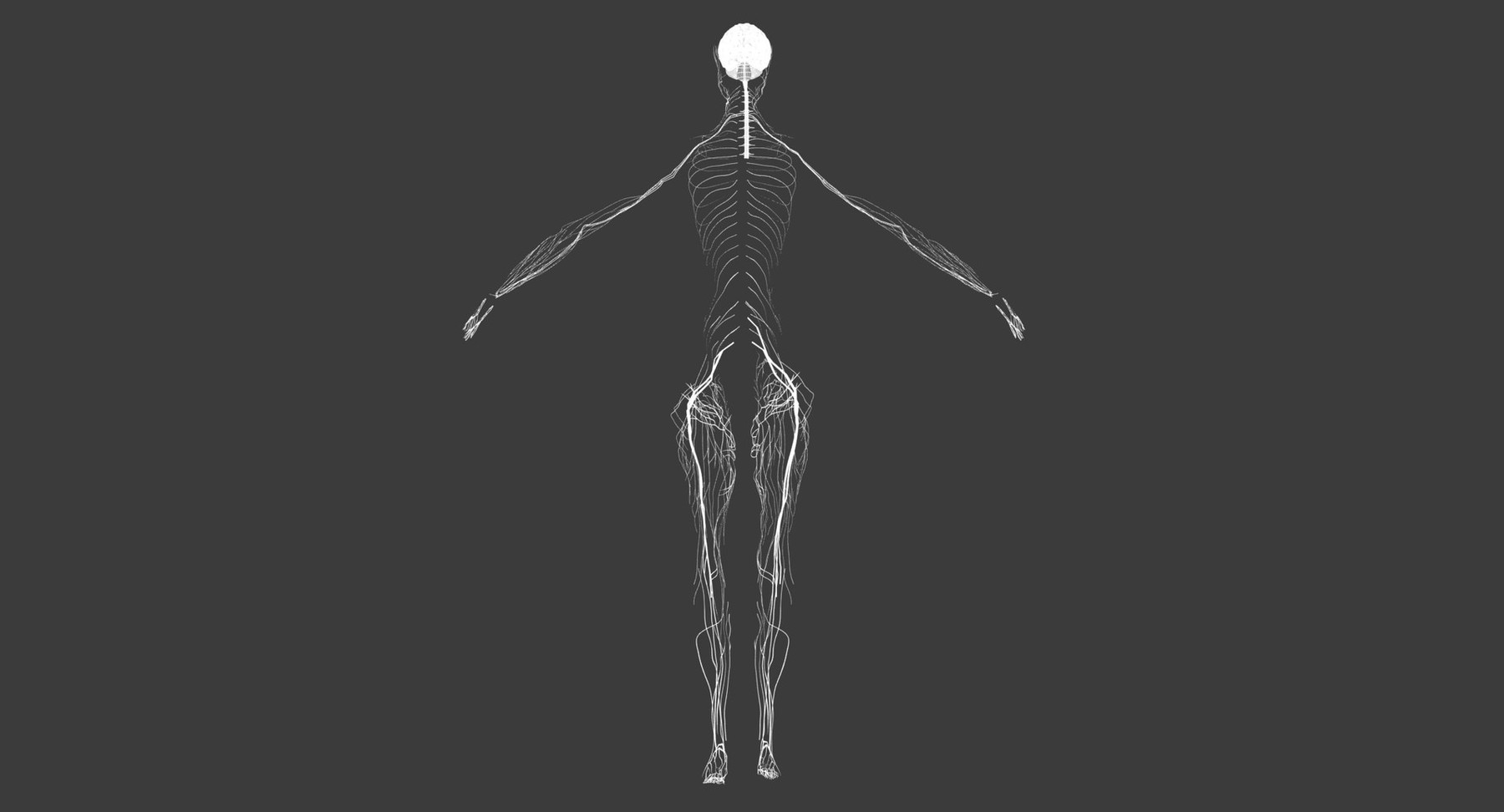 ArtStation - Motion Capture Female Anatomy | Resources