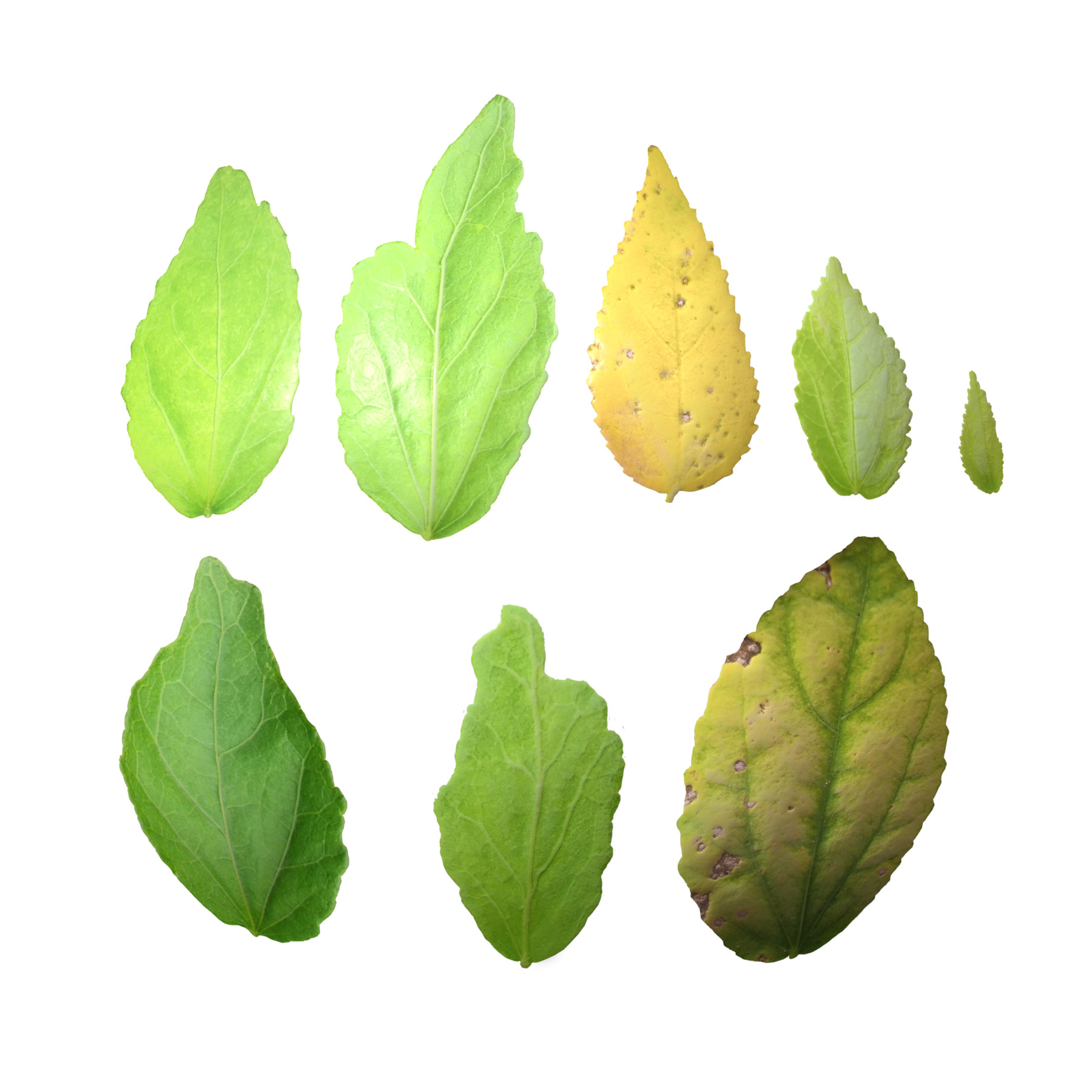 ArtStation - Aristate Leaf 001 | Resources