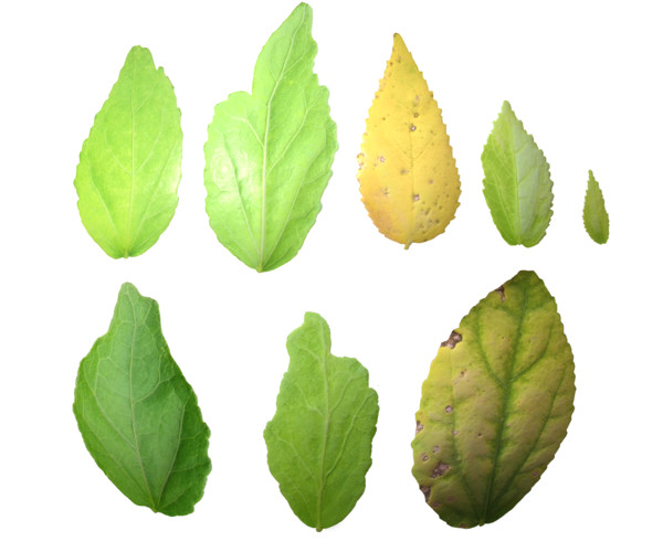 ArtStation - Aristate Leaf 001 | Resources