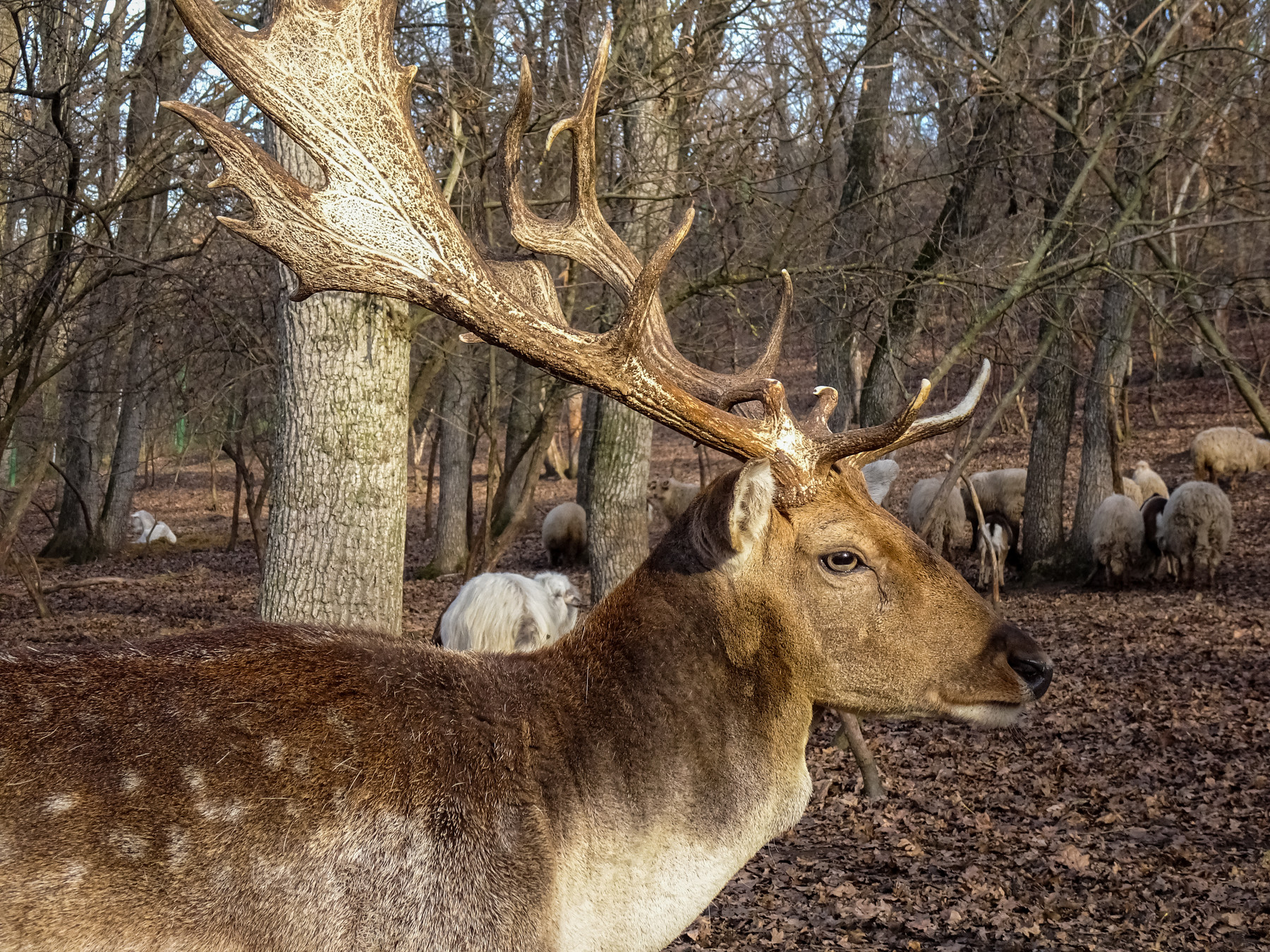 ArtStation - Deer, Stag, Doe Reference Photos | Resources