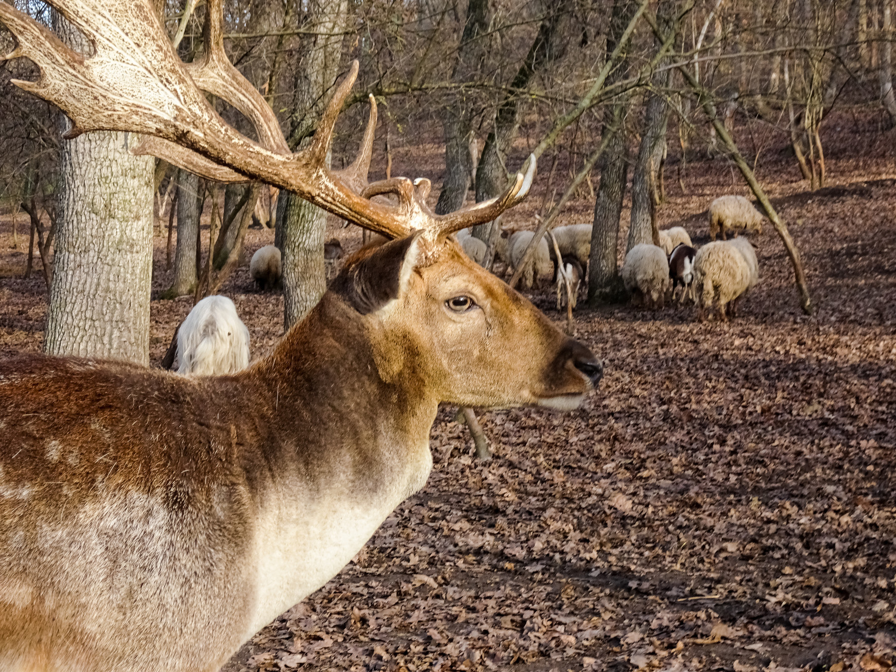 ArtStation - Deer, Stag, Doe Reference Photos | Resources