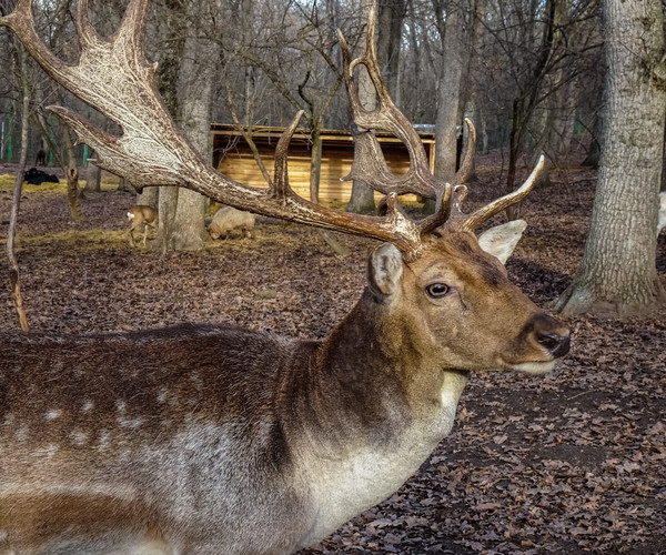 ArtStation - Deer, Stag, Doe Reference Photos | Resources