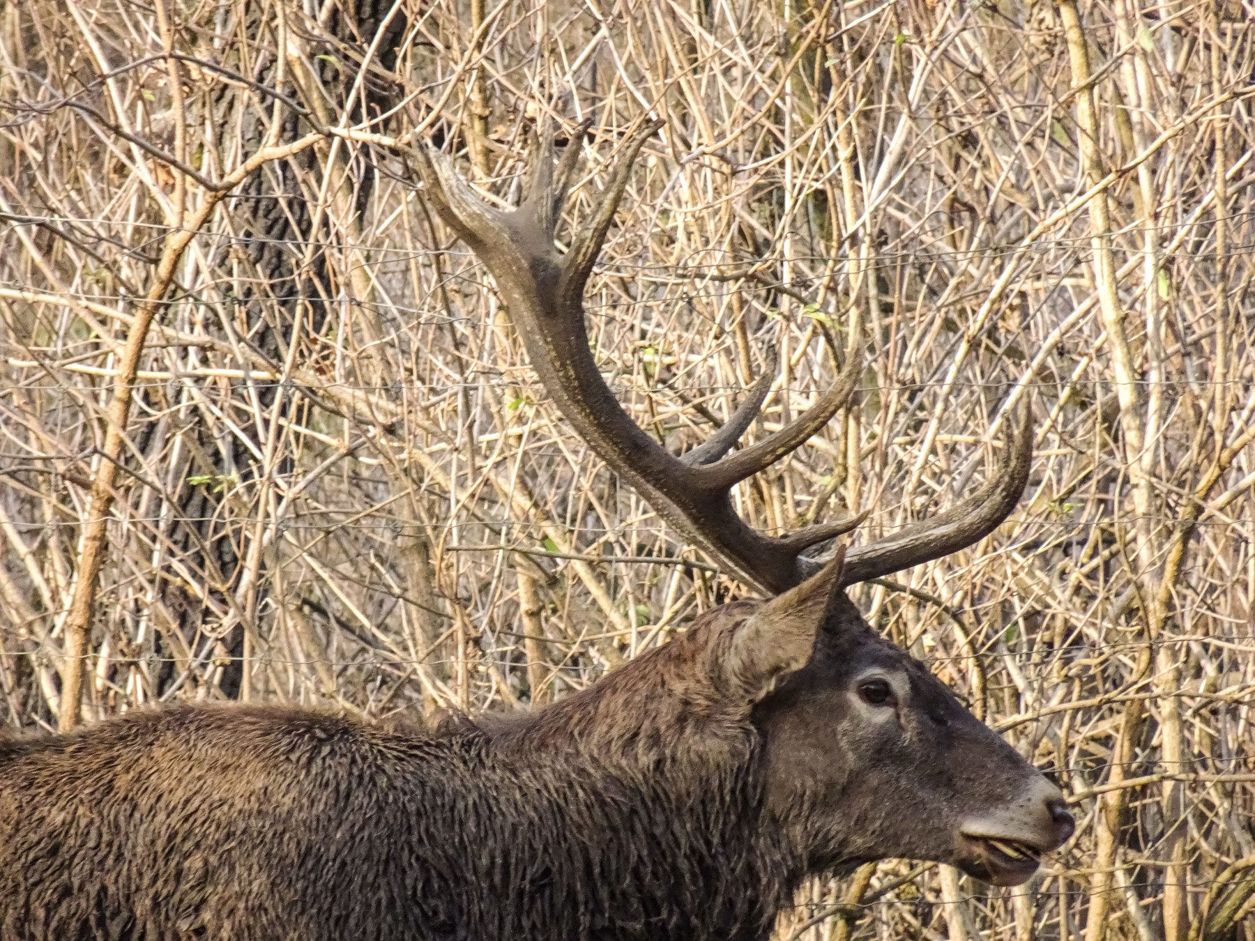 ArtStation - Deer, Stag, Doe Reference Photos | Resources