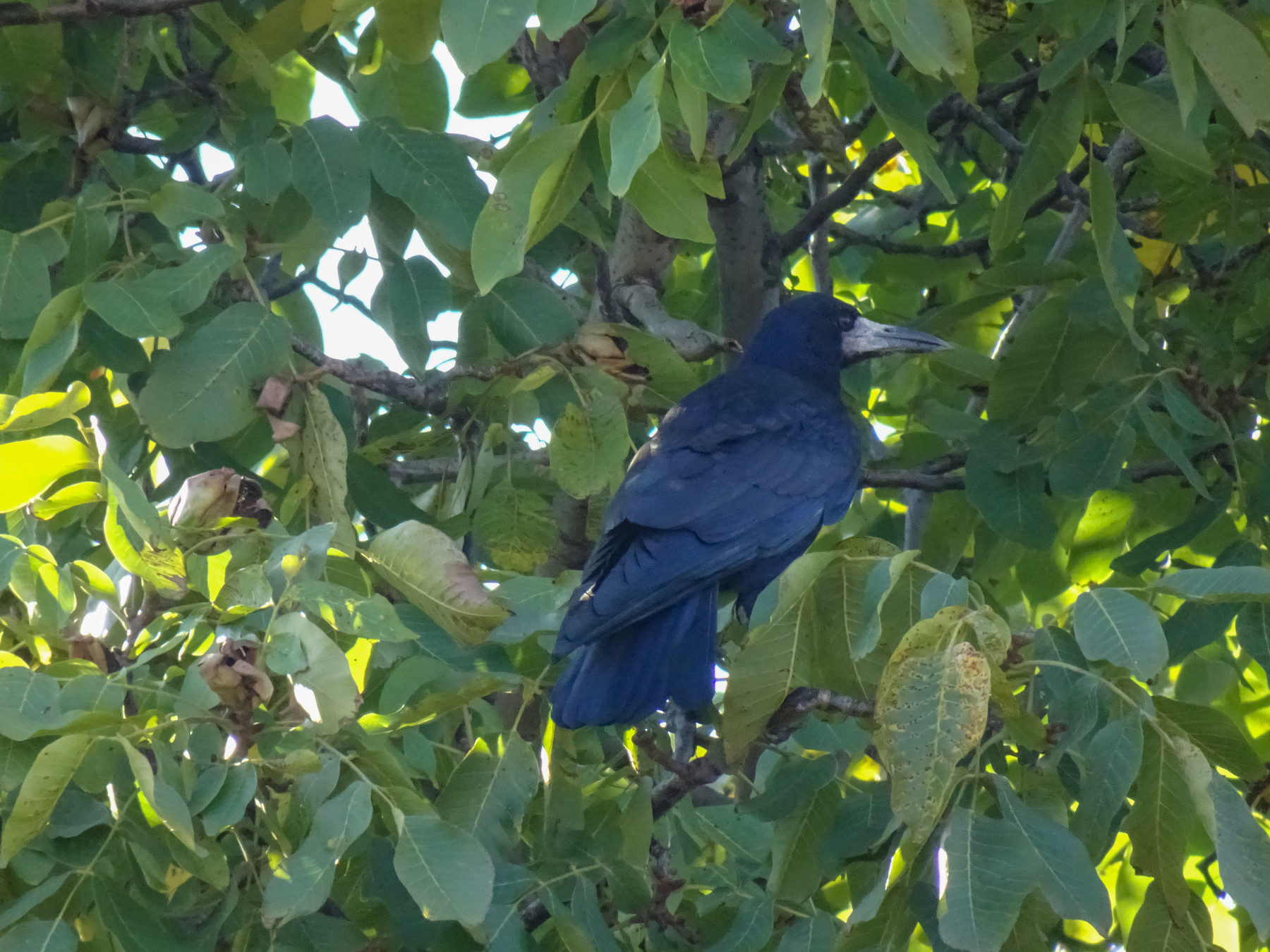 ArtStation - Birds Reference Pack | Resources