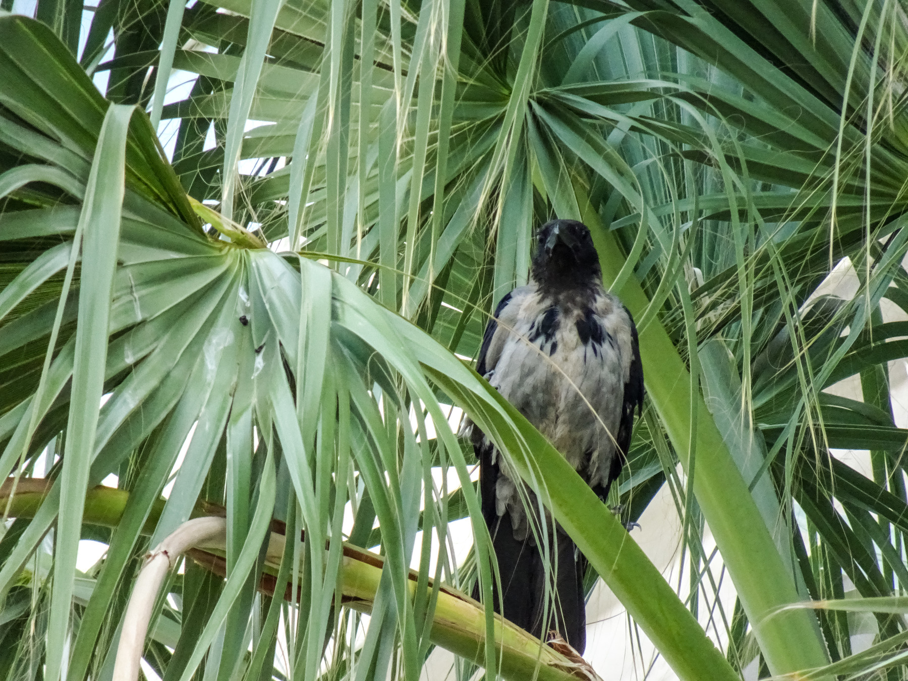 ArtStation - Birds Reference Pack | Resources