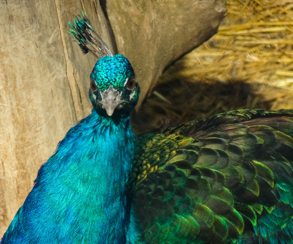 ArtStation - Birds Reference Pack | Resources