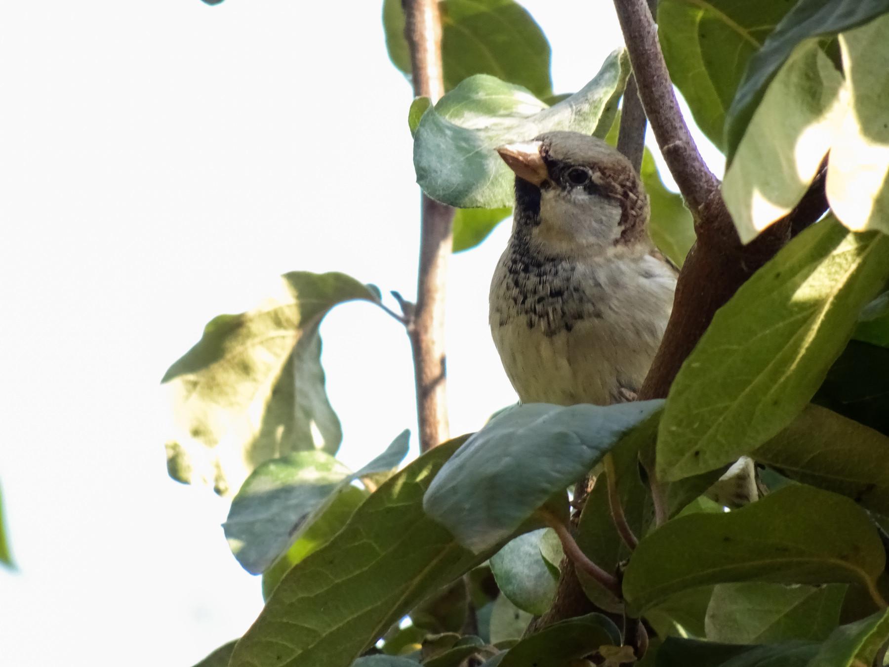 ArtStation - Birds Reference Pack | Resources
