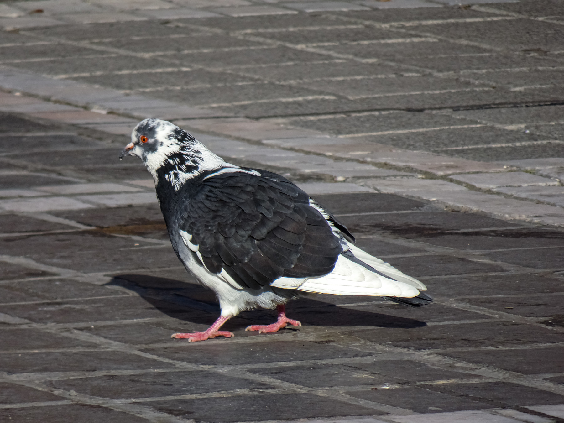 ArtStation - Birds Reference Pack | Resources