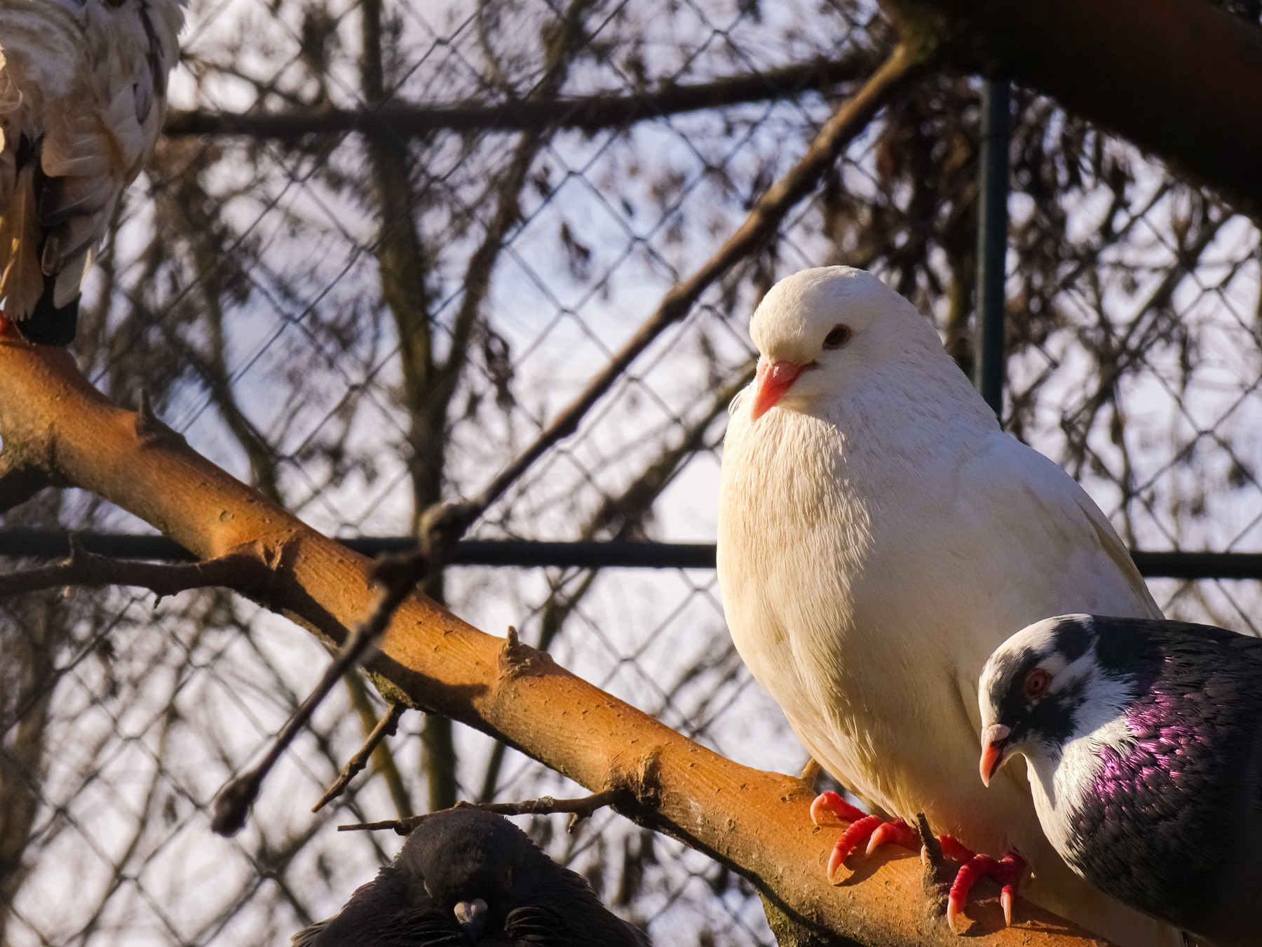 ArtStation - Birds Reference Pack | Resources